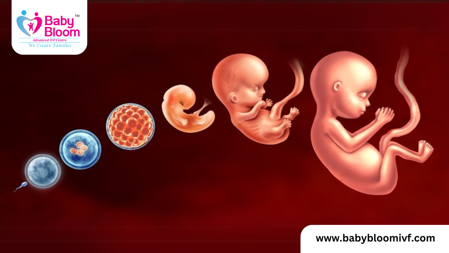 Embryonic Development Process: Key Stages & Growth Factors - BabyBloom IVF